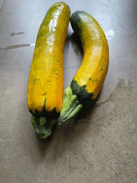 角瓜长什么样_角瓜和南瓜的区别-第2张图片-山城妙识