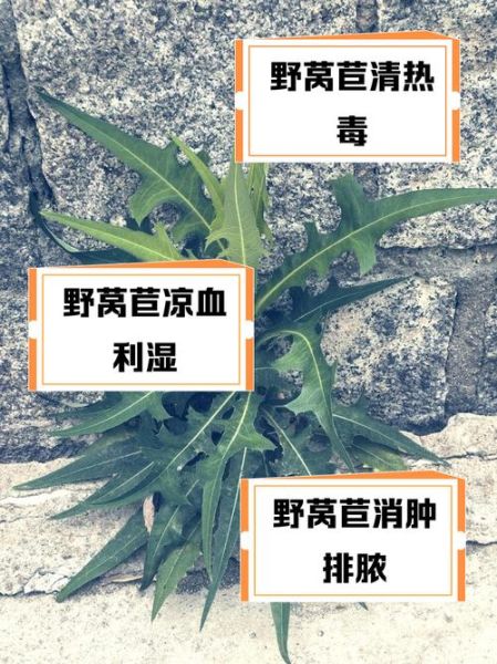 野菜的功效与作用_哪些野菜最养生-第2张图片-山城妙识