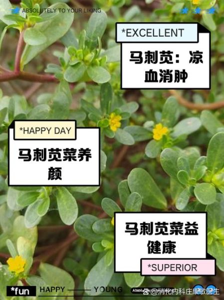 野菜的功效与作用_哪些野菜最养生-第3张图片-山城妙识