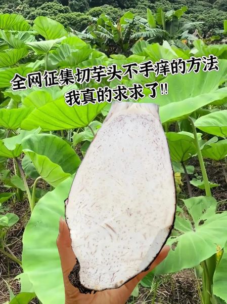 芋头手痒怎么办_最快止痒方法-第2张图片-山城妙识 芋头手痒怎么办_最快止痒方法-第2张图片-山城妙识