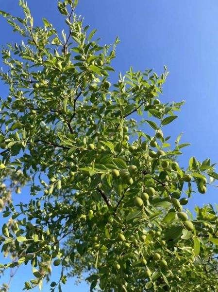 野生酸枣树图片长什么样_如何辨认野生酸枣树-第2张图片-山城妙识