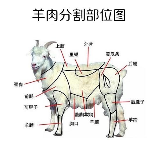 涮羊肉起源是什么_涮羊肉历史有多久-第3张图片-山城妙识 涮羊肉起源是什么_涮羊肉历史有多久-第3张图片-山城妙识