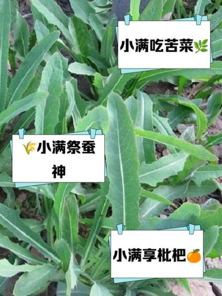 北方小满吃什么传统食物_有哪些讲究-第2张图片-山城妙识