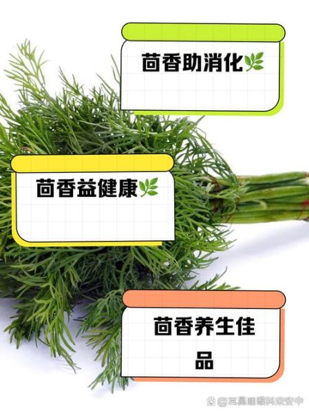 茴香的功效与作用及禁忌_哪些人不能吃茴香-第1张图片-山城妙识