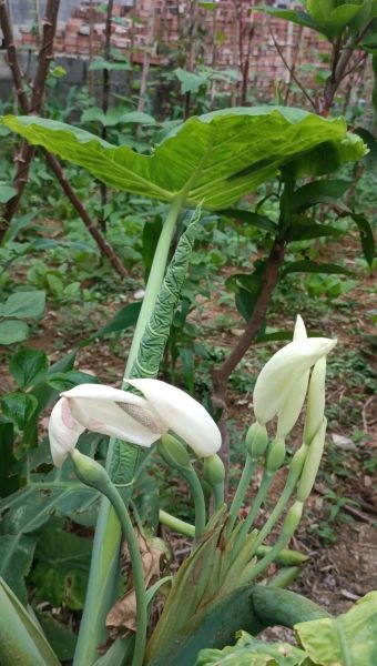 芋头花图片长什么样_如何识别真假芋头花-第2张图片-山城妙识
