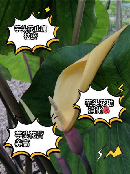 芋头花图片长什么样_如何识别真假芋头花-第1张图片-山城妙识