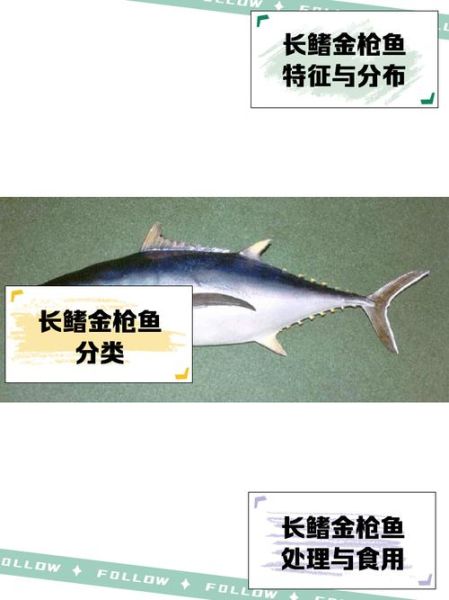 金枪鱼图片价格_如何辨别品质-第1张图片-山城妙识