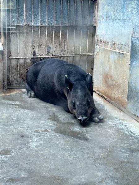 动物园里有哪些动物_动物园里有什么动物大全-第2张图片-山城妙识