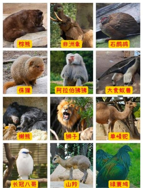 动物园里有哪些动物_动物园里有什么动物大全-第1张图片-山城妙识