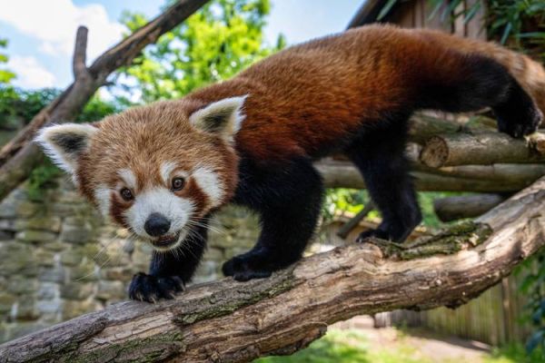 动物园里有哪些动物_动物园里有什么动物大全-第3张图片-山城妙识