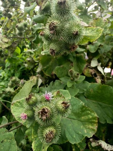 牛蒡长什么样_牛蒡图片特征-第2张图片-山城妙识