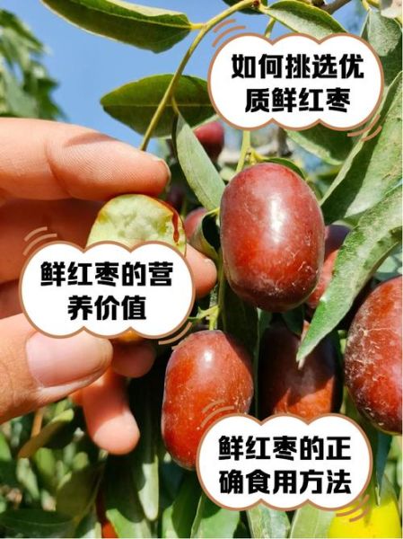 鲜枣怎么做好吃_鲜枣的吃法大全-第1张图片-山城妙识 鲜枣怎么做好吃_鲜枣的吃法大全-第1张图片-山城妙识