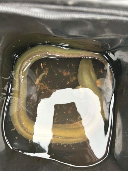 野生鳗鱼多少钱一斤_野生鳗鱼价格为什么差别大-第1张图片-山城妙识