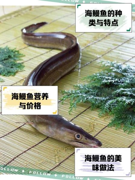 野生鳗鱼多少钱一斤_野生鳗鱼价格为什么差别大-第2张图片-山城妙识