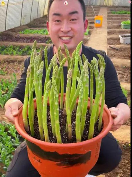 芦笋亩产量多少斤_如何提高芦笋亩产-第3张图片-山城妙识 芦笋亩产量多少斤_如何提高芦笋亩产-第3张图片-山城妙识