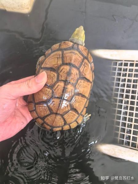 黄喉拟水龟是国家保护动物吗_能否合法饲养-第3张图片-山城妙识