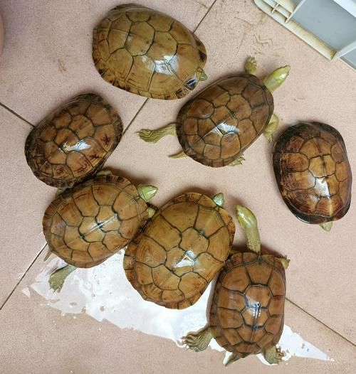 黄喉拟水龟是国家保护动物吗_能否合法饲养-第2张图片-山城妙识