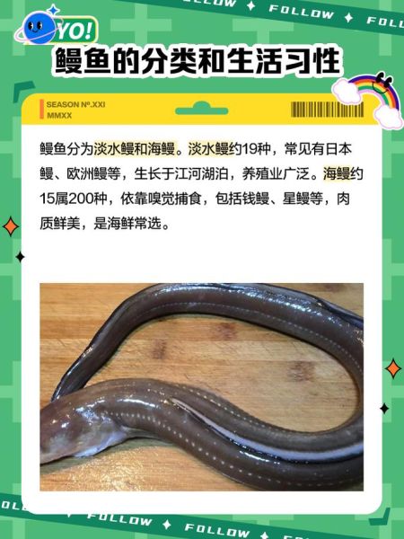 鳗鲡属于什么生态系统_鳗鲡生活在淡水还是海水-第1张图片-山城妙识