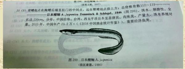 鳗鲡属于什么生态系统_鳗鲡生活在淡水还是海水-第2张图片-山城妙识