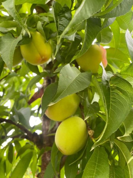 黄桃什么时候成熟_黄桃几月份采摘-第3张图片-山城妙识