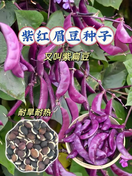 小扁豆图片大全大图_如何挑选优质小扁豆-第3张图片-山城妙识