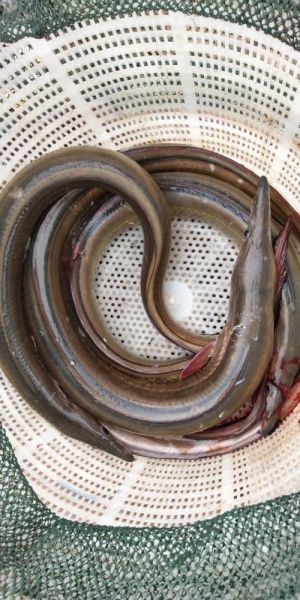 新鲜海鳗多少钱一斤_海鳗价格受哪些因素影响-第1张图片-山城妙识