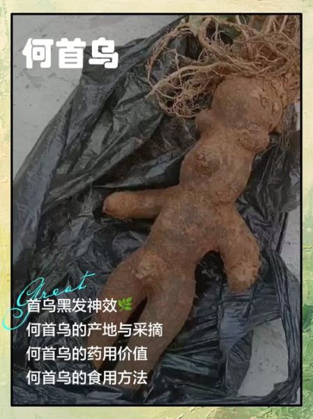 何首乌禁忌人群_孕妇能用何首乌吗-第3张图片-山城妙识