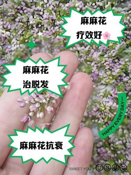 麻麻花有什么功效与作用_孕妇可以吃吗-第1张图片-山城妙识