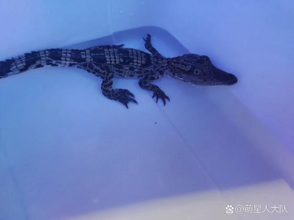 宠物鳄鱼多少钱一只_鳄鱼当宠物合法吗-第2张图片-山城妙识 宠物鳄鱼多少钱一只_鳄鱼当宠物合法吗-第2张图片-山城妙识