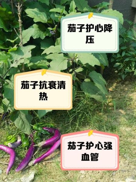 茄子能降血压吗_茄子吃多了有什么坏处-第3张图片-山城妙识 茄子能降血压吗_茄子吃多了有什么坏处-第3张图片-山城妙识