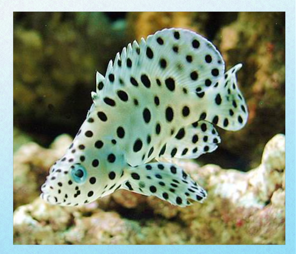 老鼠斑斑是什么_老鼠斑斑怎么防治-第3张图片-山城妙识