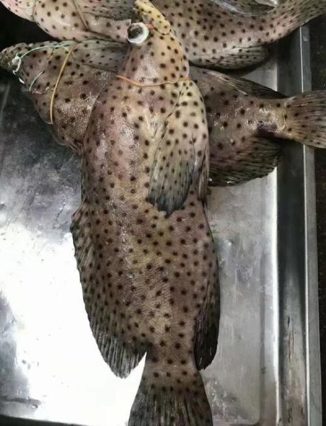 老鼠斑斑是什么_老鼠斑斑怎么防治-第2张图片-山城妙识