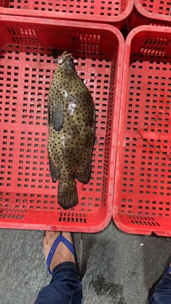 老鼠斑斑是什么_老鼠斑斑怎么防治-第1张图片-山城妙识