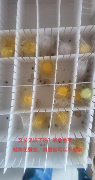蚕茧图片大全_蚕茧颜色有几种-第1张图片-山城妙识