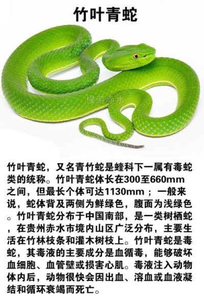竹叶青蛇有毒吗_竹叶青蛇毒性有多强-第1张图片-山城妙识