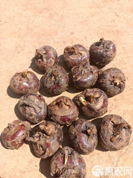 马蹄图片果实_马蹄果实长什么样-第1张图片-山城妙识