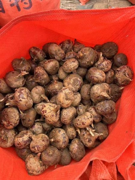 马蹄图片果实_马蹄果实长什么样-第3张图片-山城妙识