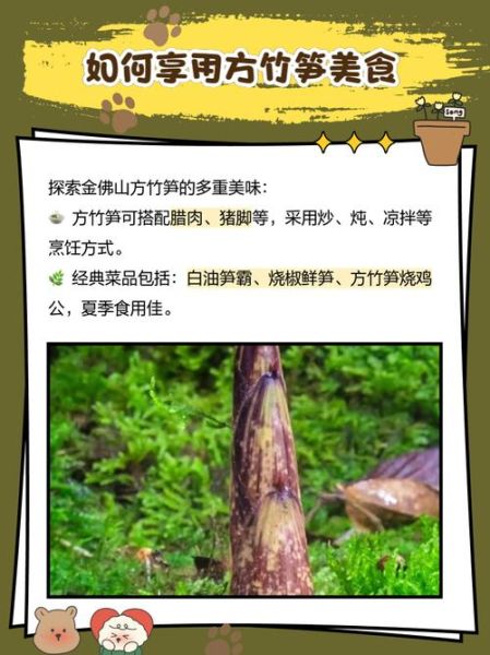 方竹笋多少钱一斤_方竹笋价格走势-第2张图片-山城妙识