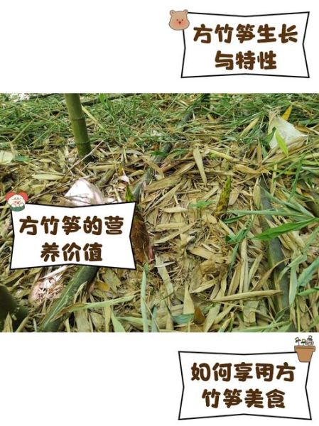 方竹笋多少钱一斤_方竹笋价格走势-第1张图片-山城妙识