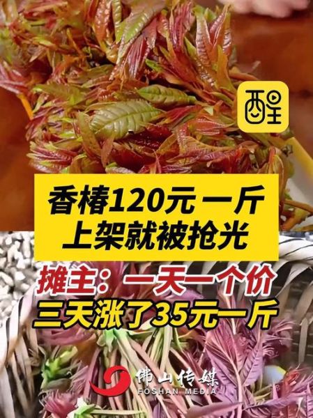 香椿树价格多少钱一棵_香椿树价格表2024-第1张图片-山城妙识