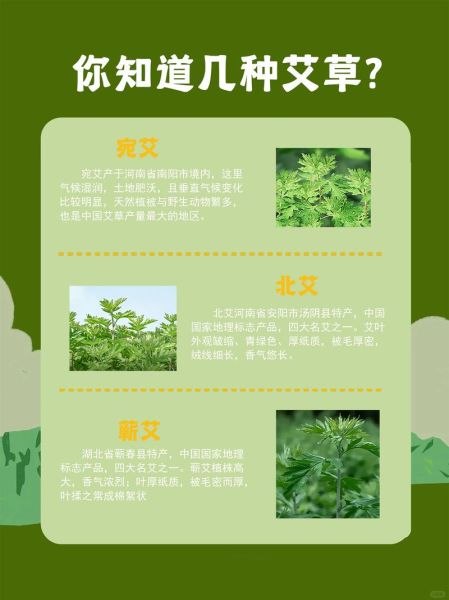 艾草的功效与作用及禁忌_孕妇能用艾草吗-第2张图片-山城妙识