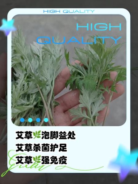 艾草的功效与作用及禁忌_孕妇能用艾草吗-第3张图片-山城妙识