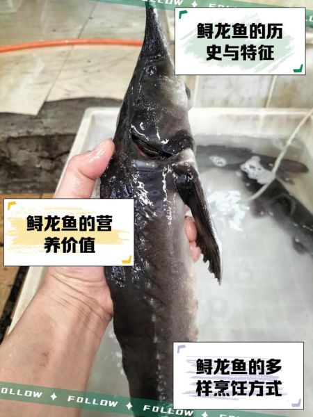 鲟龙鱼多少钱一斤_鲟龙鱼价格为什么差别大-第1张图片-山城妙识