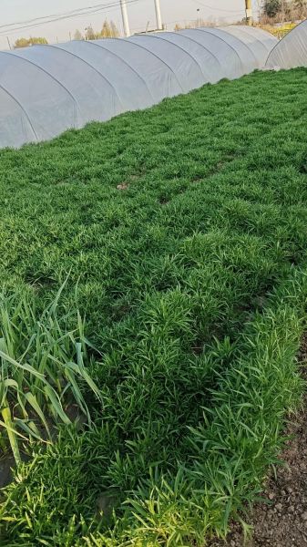 芦蒿怎么种_芦蒿种植时间和方法-第1张图片-山城妙识