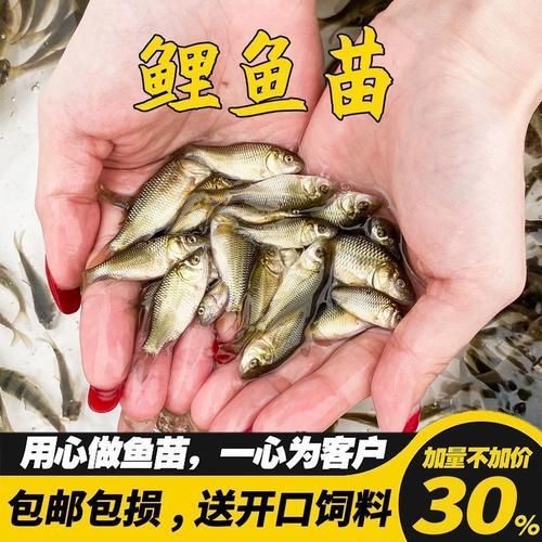 青鱼苗吃什么_青鱼苗饲料选择-第3张图片-山城妙识
