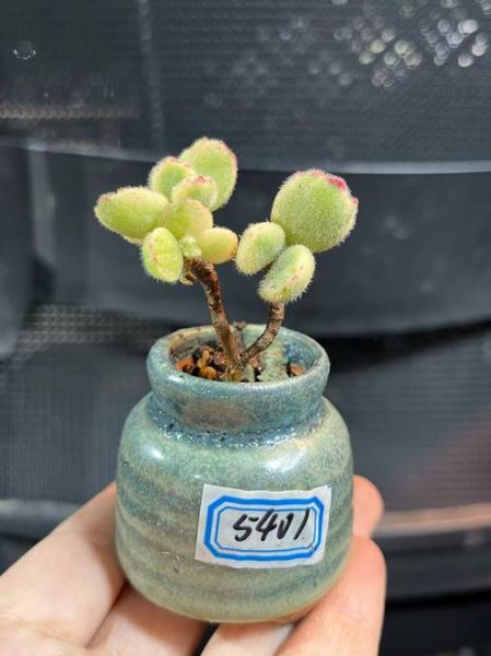 熊掌怎么去毛_熊掌处理毛视频教程-第2张图片-山城妙识