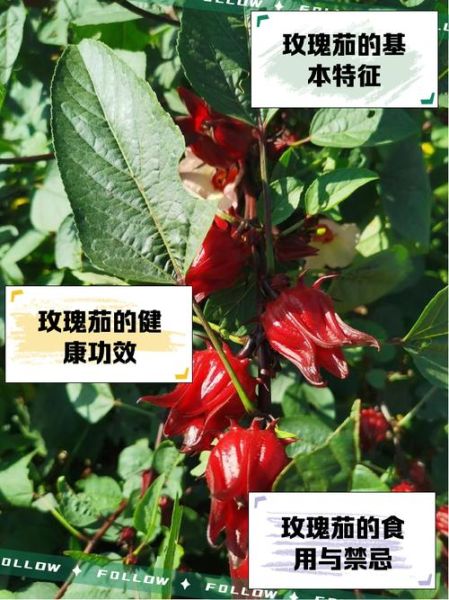 玫瑰茄怎么吃_玫瑰茄的正确吃法-第1张图片-山城妙识