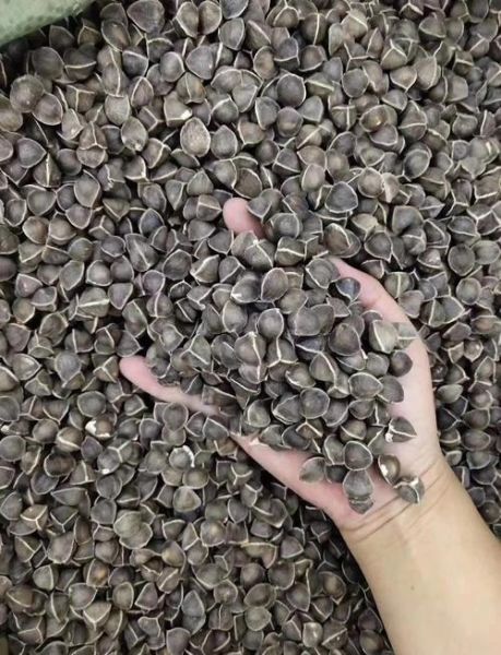 辣木籽图片_辣木籽的功效与作用-第3张图片-山城妙识