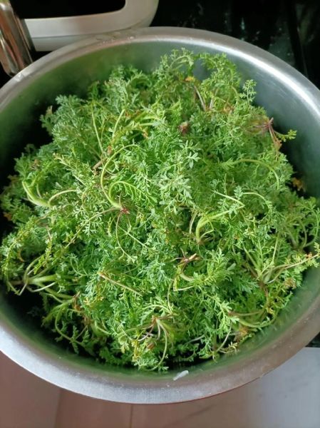 蒸野菜怎么蒸不黄_蒸野菜的做法窍门-第1张图片-山城妙识 蒸野菜怎么蒸不黄_蒸野菜的做法窍门-第1张图片-山城妙识