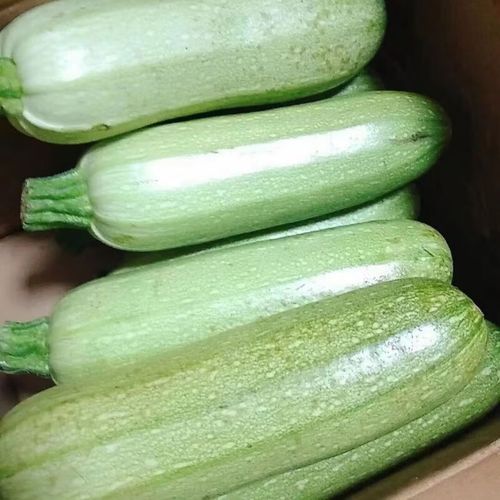 西葫芦和生瓜的区别_哪个更好吃-第2张图片-山城妙识